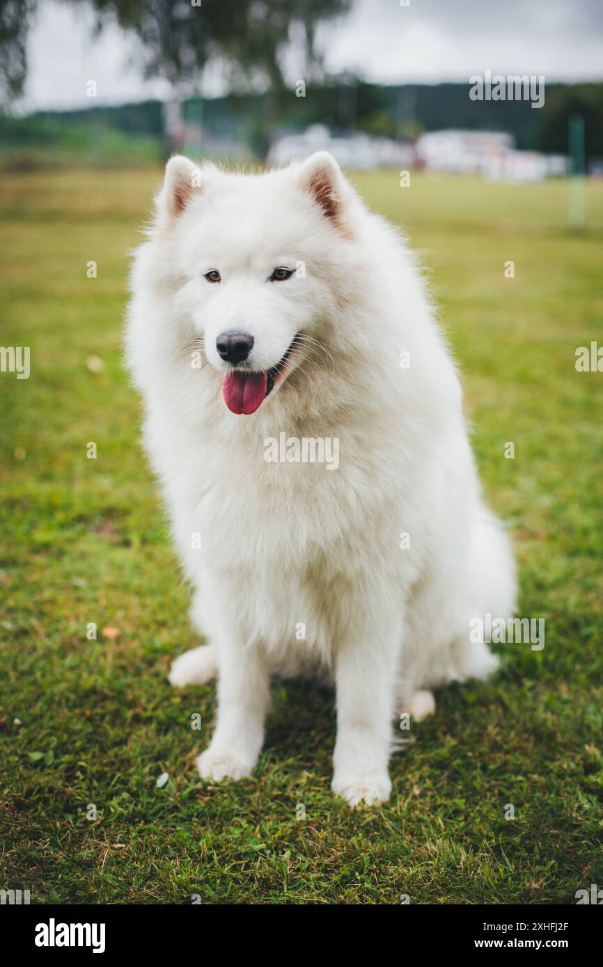 Samoyed sitting hi-res stock photography and images - Alamy