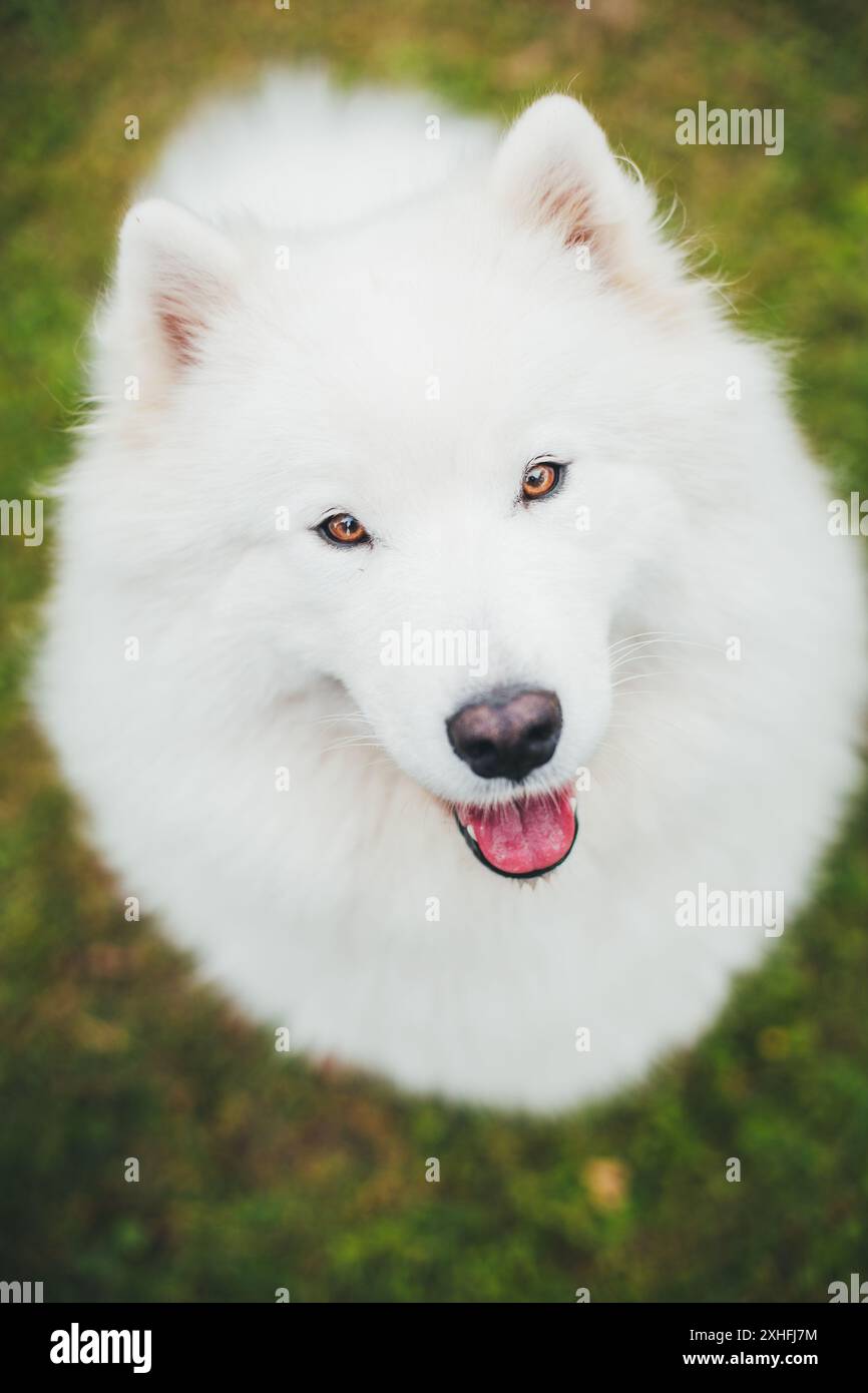 Samoyed hi-res stock photography and images - Alamy