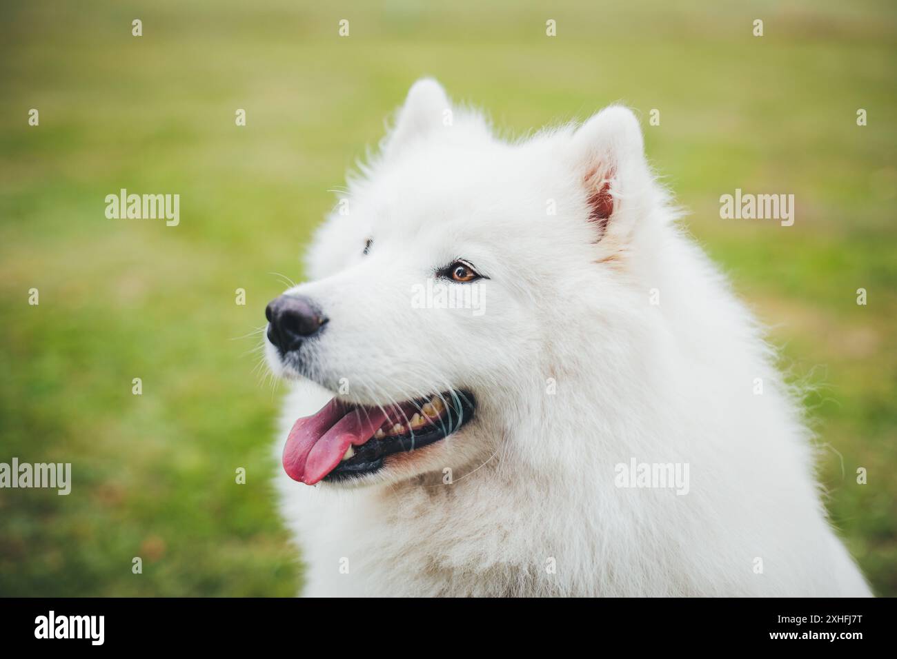 Samoyed hi-res stock photography and images - Alamy