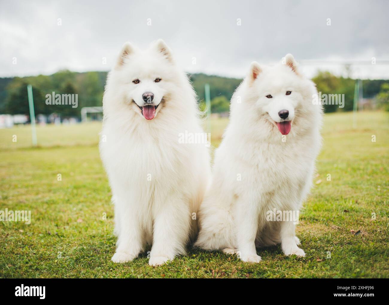 Samoyeds hi-res stock photography and images - Alamy