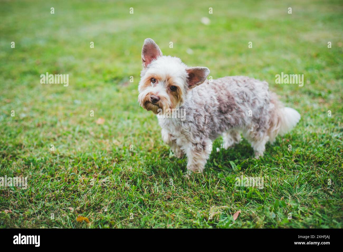 Biewer yorkie hi-res stock photography and images - Alamy