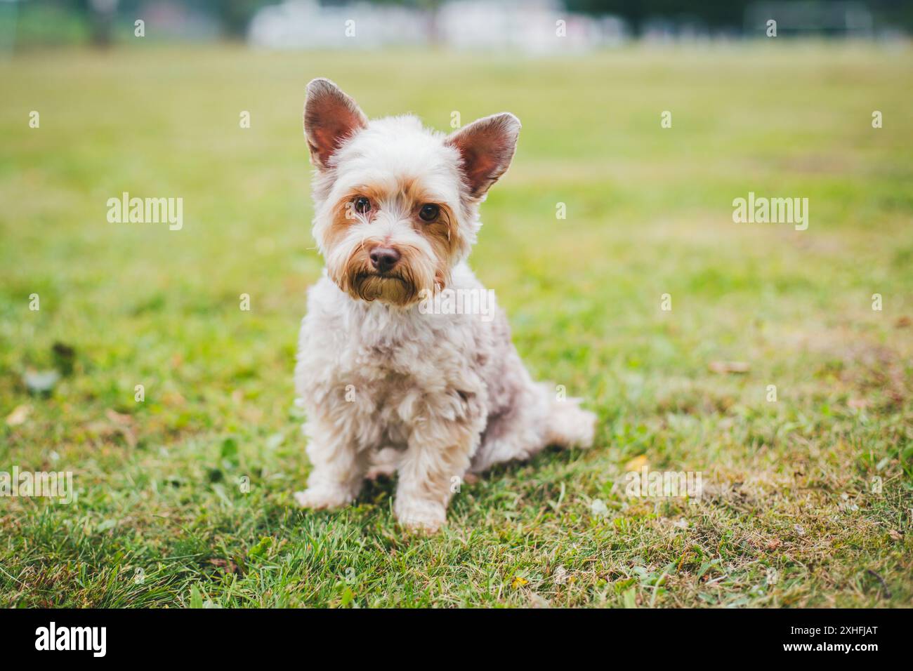Biewer Yorkshire Terrier Stock Photo - Alamy