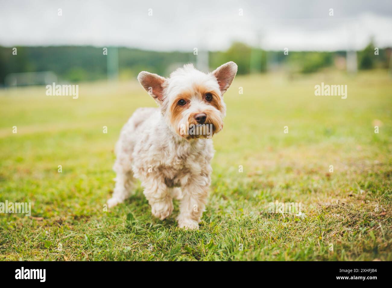 Biewer standing hi-res stock photography and images - Alamy