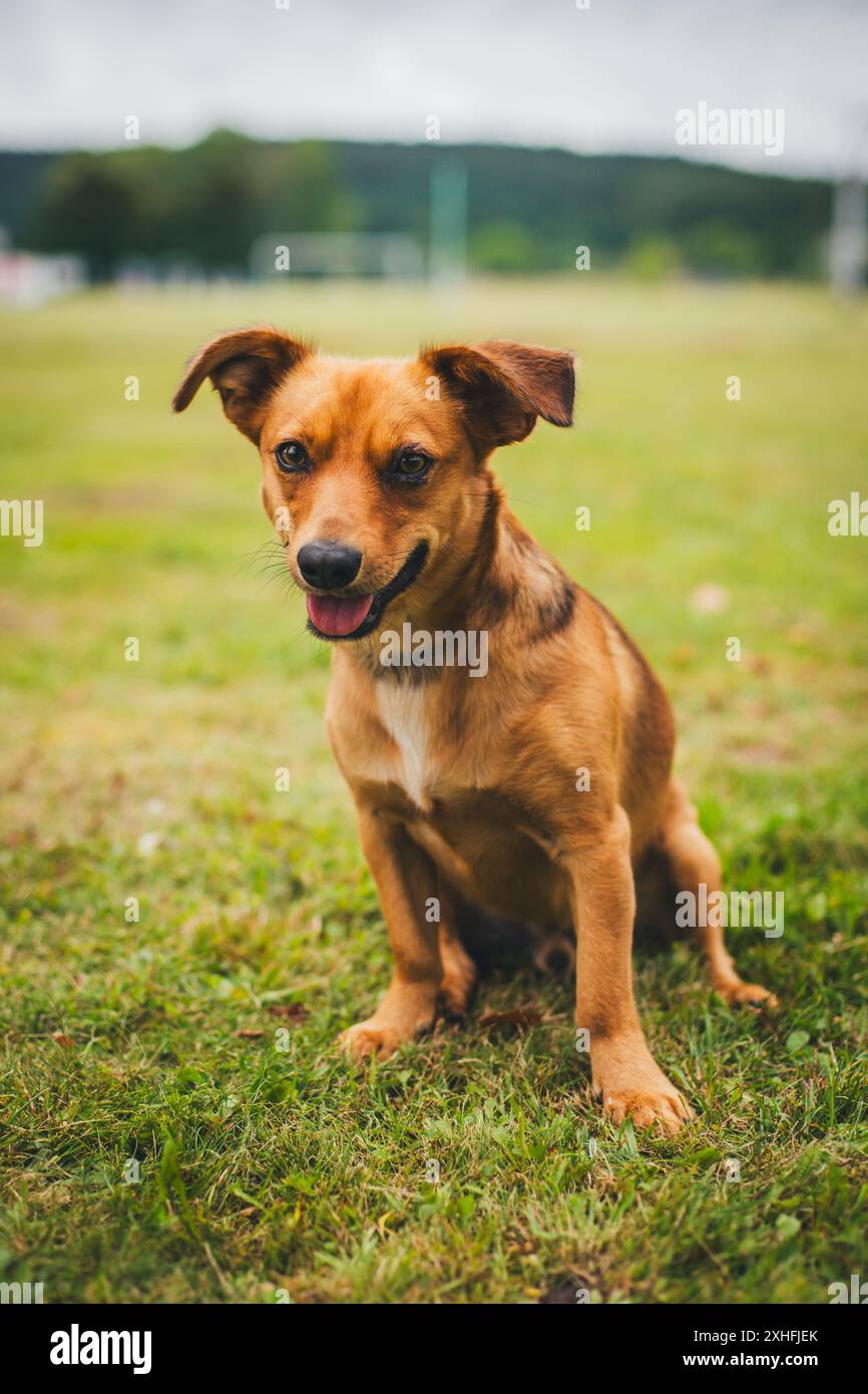 Mix of brown hi-res stock photography and images - Alamy