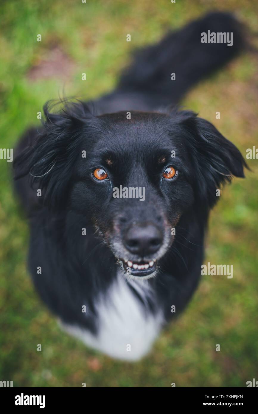 Australian shepherd aussie dog hi-res stock photography and images - Alamy