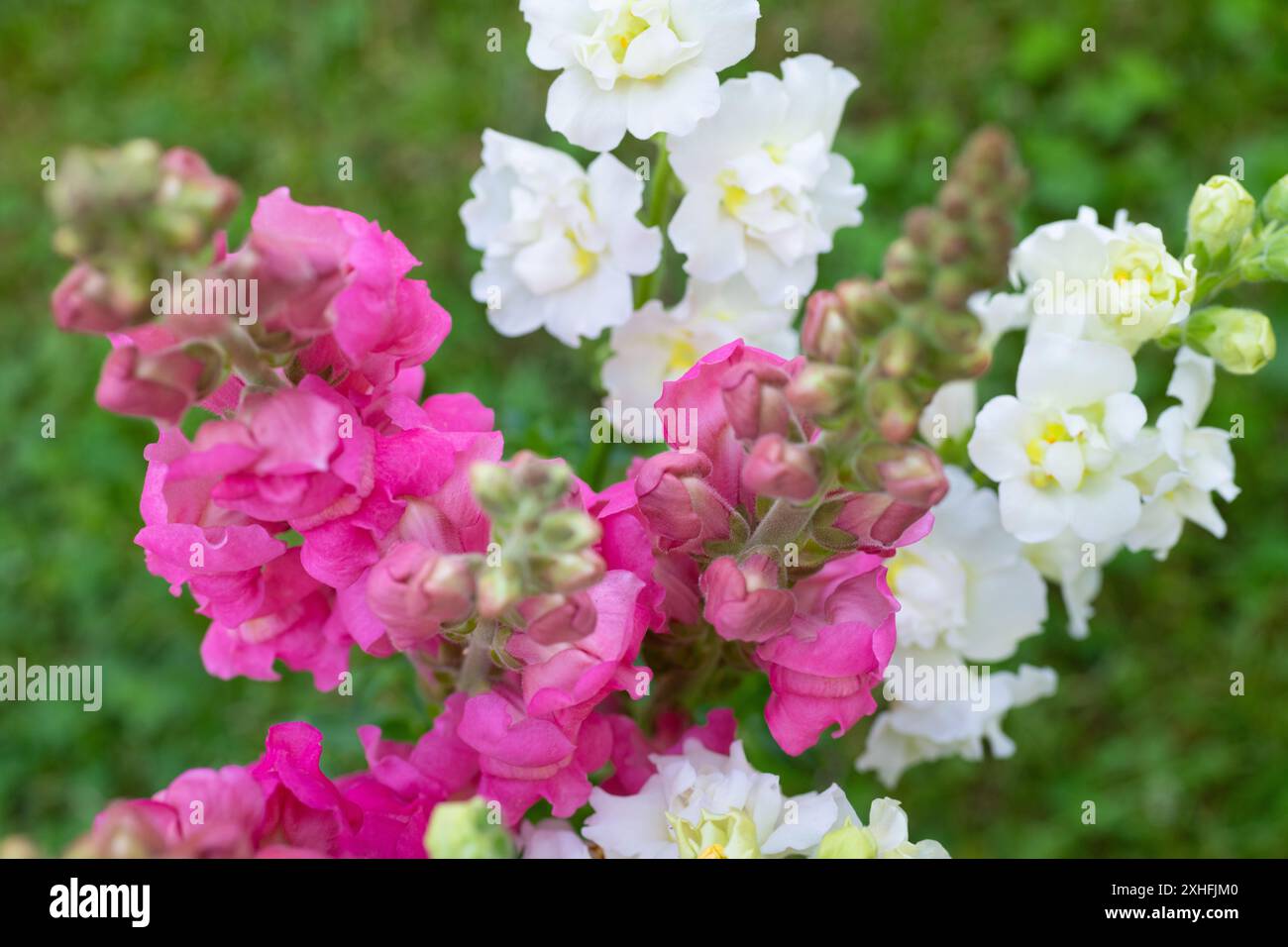 Beautiful white madame butterfly and vibrant pink snapdragons. Snaps ...