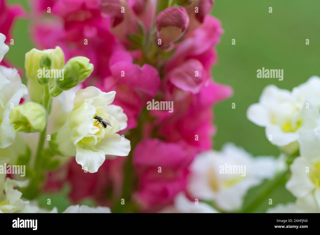 Beautiful white madame butterfly and vibrant pink snapdragons. Snaps ...