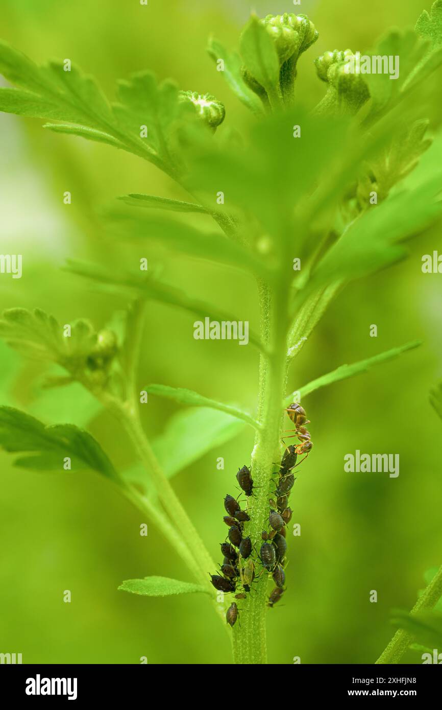 Black bean aphids infestation. Ants tending to aphids colony on a ...