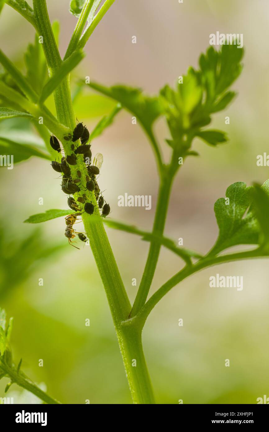 Black bean aphids infestation. Ants tending to aphids colony on a ...