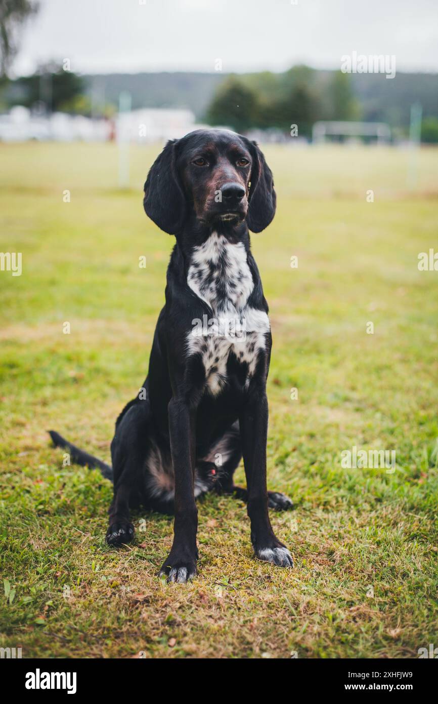 Young mixed breed black hi-res stock photography and images - Alamy