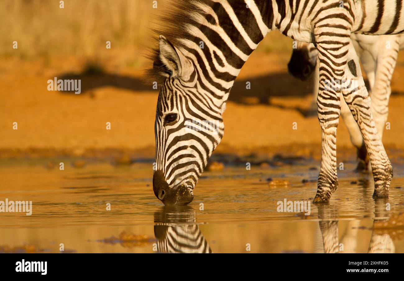 zebra drinking water at watering hole south africa Stock Photo - Alamy