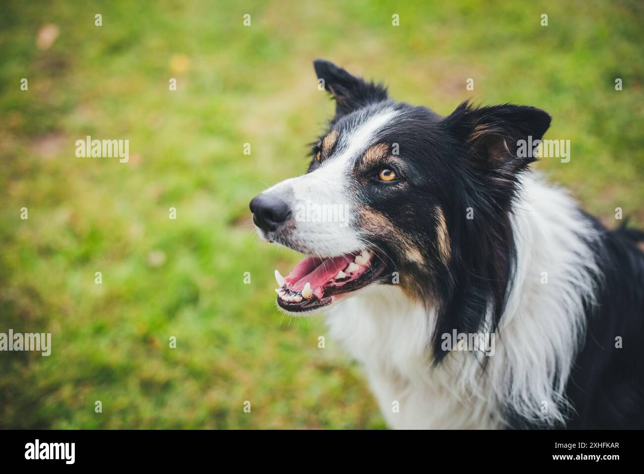 Border collie meadow head hi-res stock photography and images - Alamy