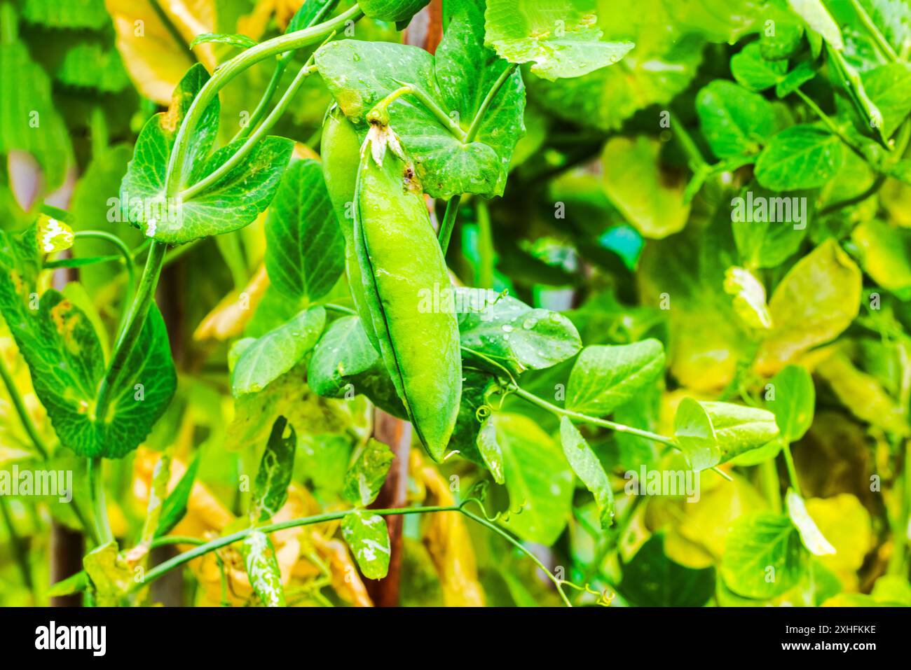 Macro view of pea pod growing on bush with raindrops Stock Photo - Alamy
