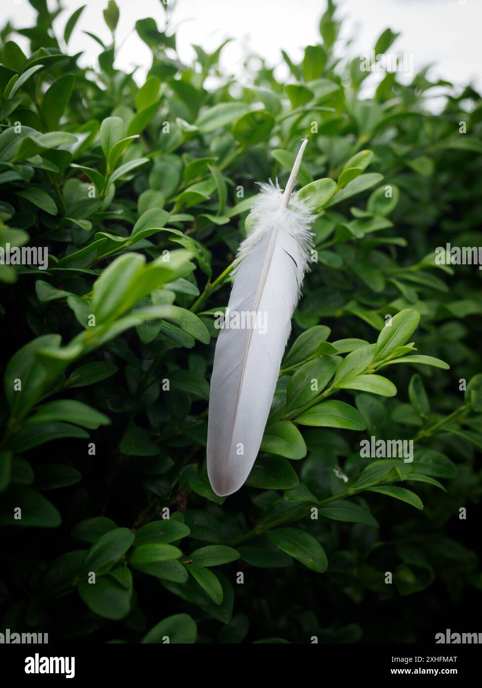 Delicate white feather nestled among vibrant green leaves of a bush ...
