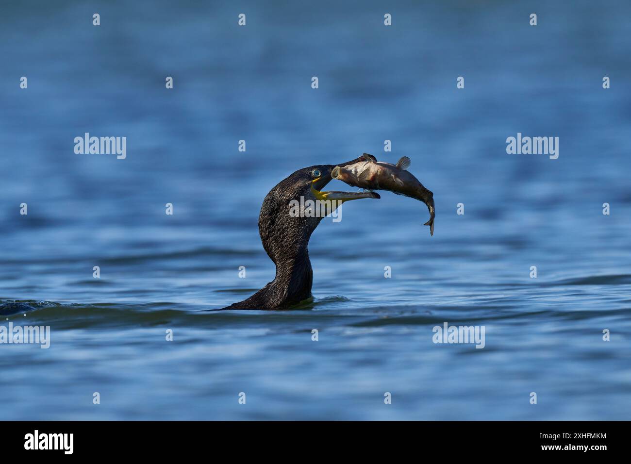 Cormorant juggling fish in bill Stock Photo - Alamy