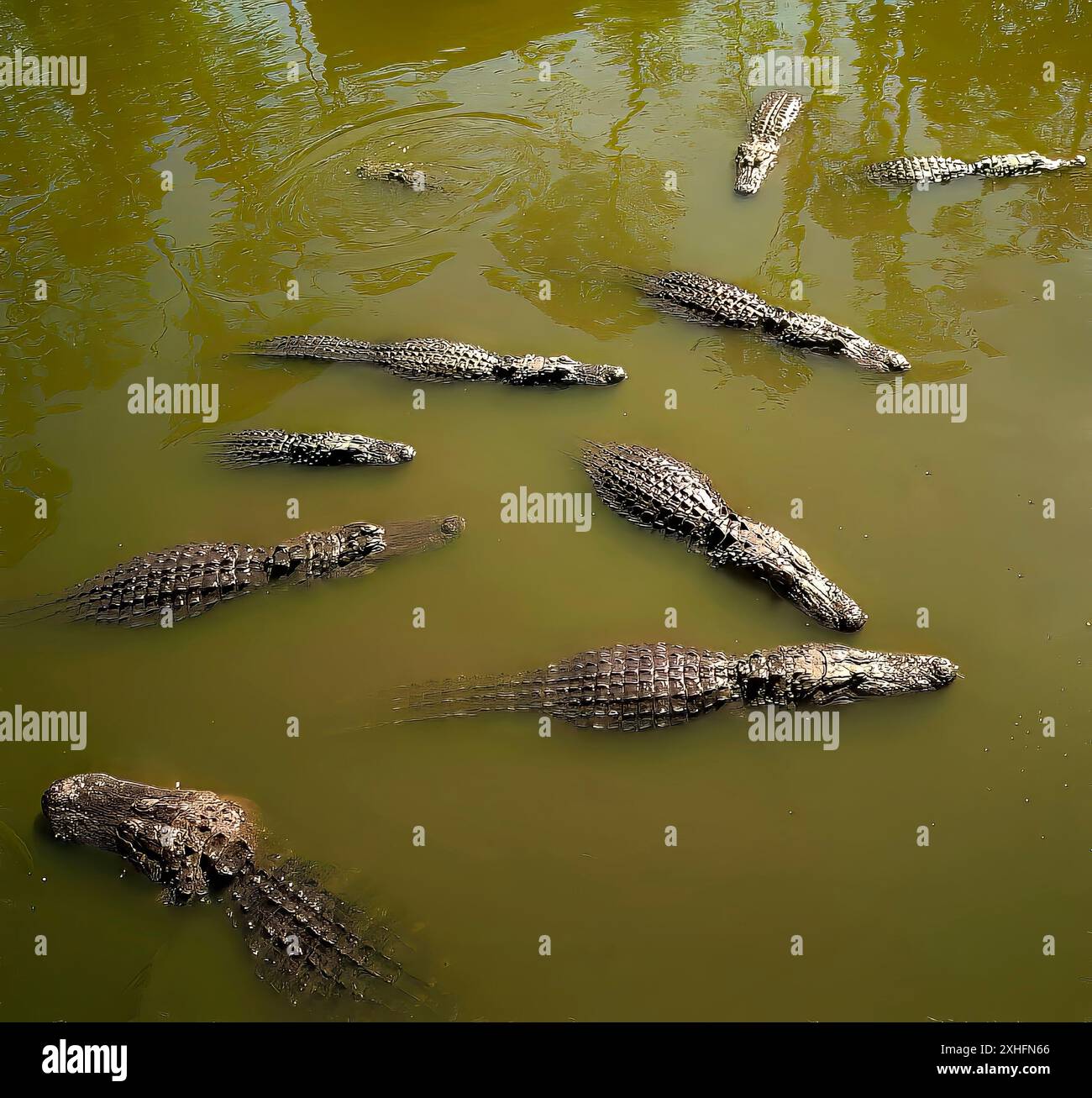 A group of crocodiles swimming in murky water at a wildlife sanctuary ...