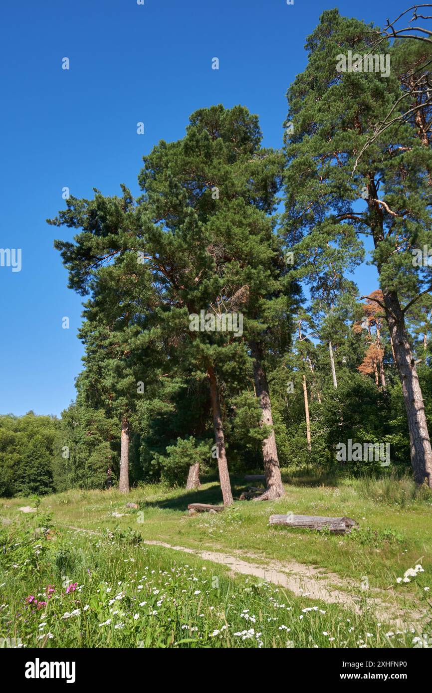 Summer landscape with tall pine trees, path and benches Stock Photo - Alamy