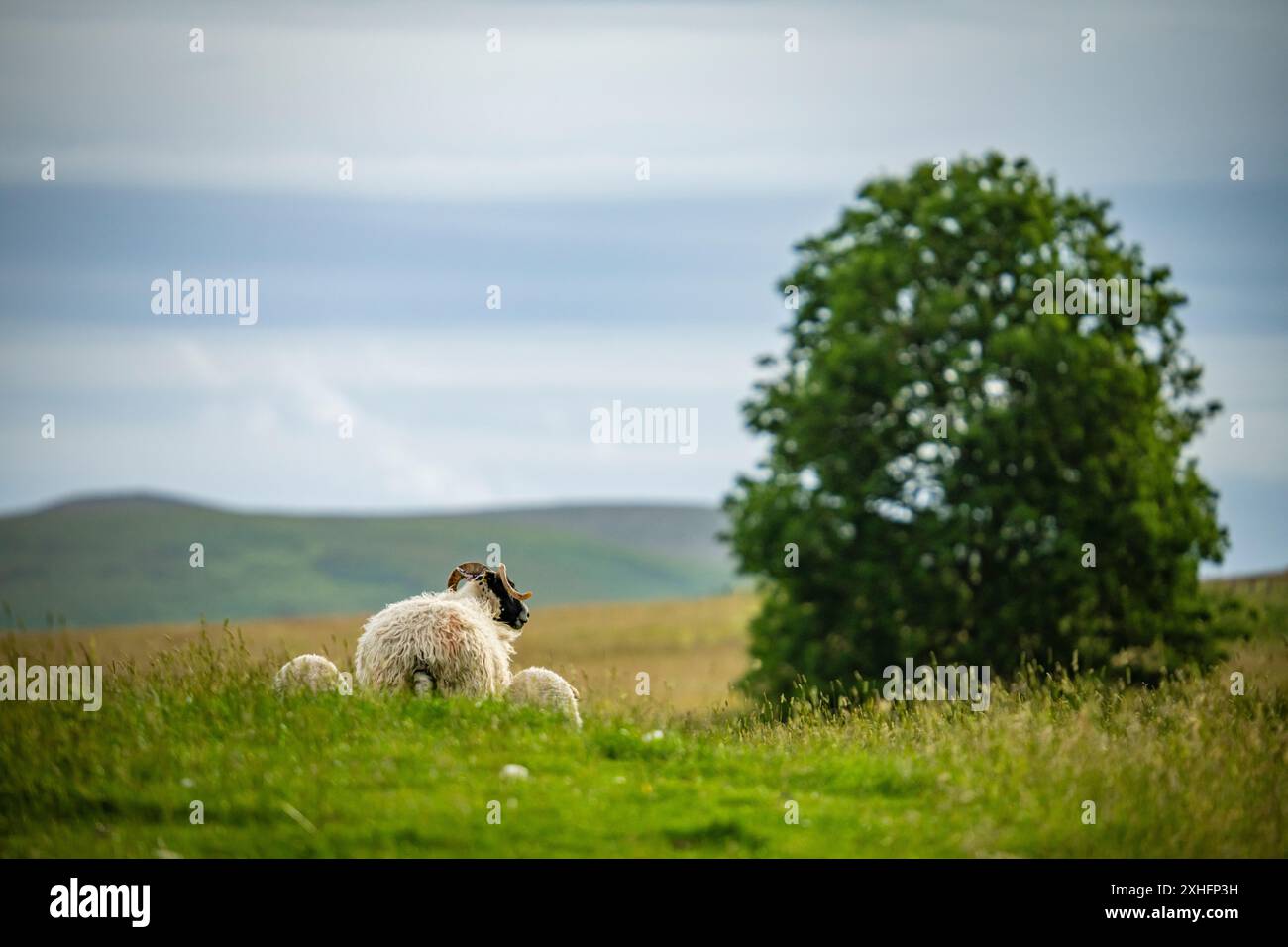 Alwinton northumberland hi-res stock photography and images - Alamy