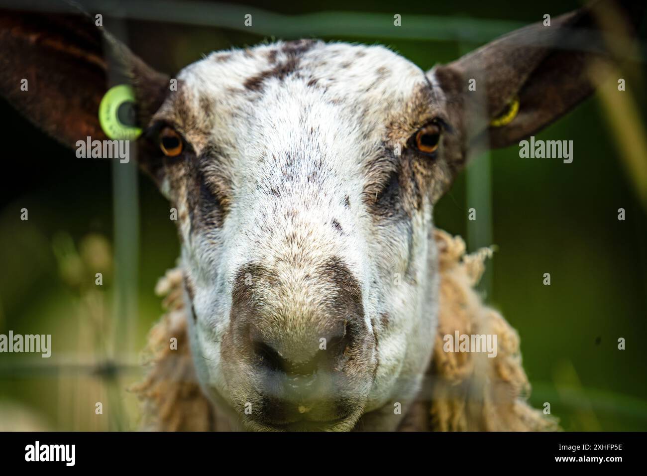 A Cheviot ewe stares through a wire fence Stock Photo - Alamy