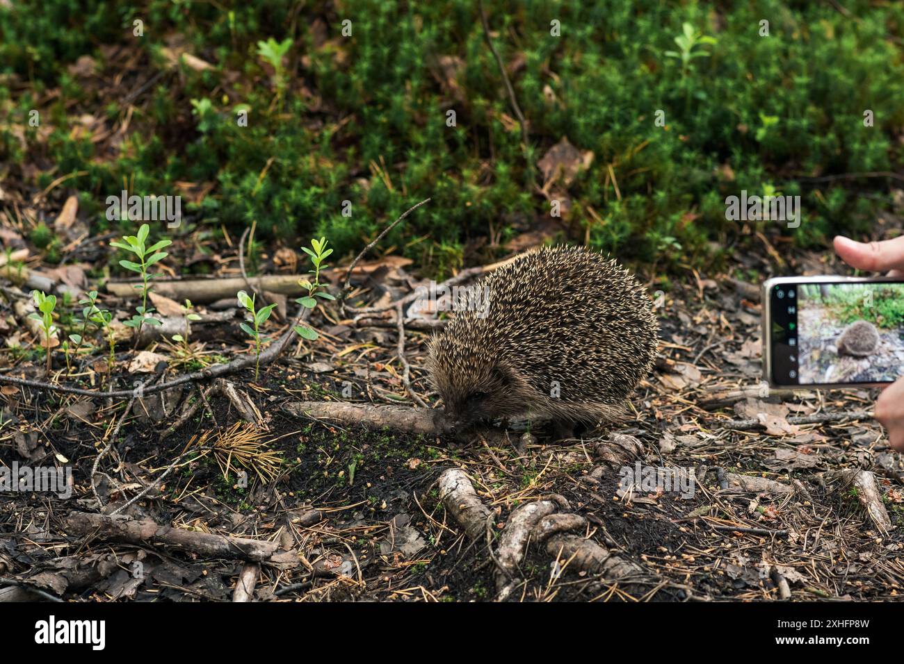 Saint Petersburg, Russia - June 08, 2024: photographing a hedgehog in ...