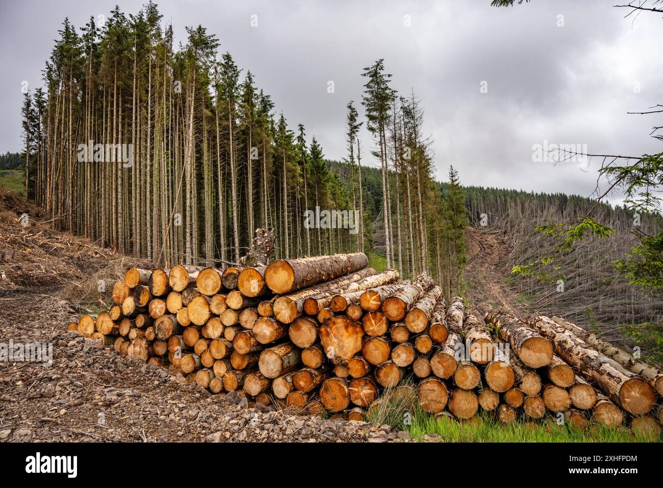 Felled timber in Kidland Forest, Northumberland, following damage from ...