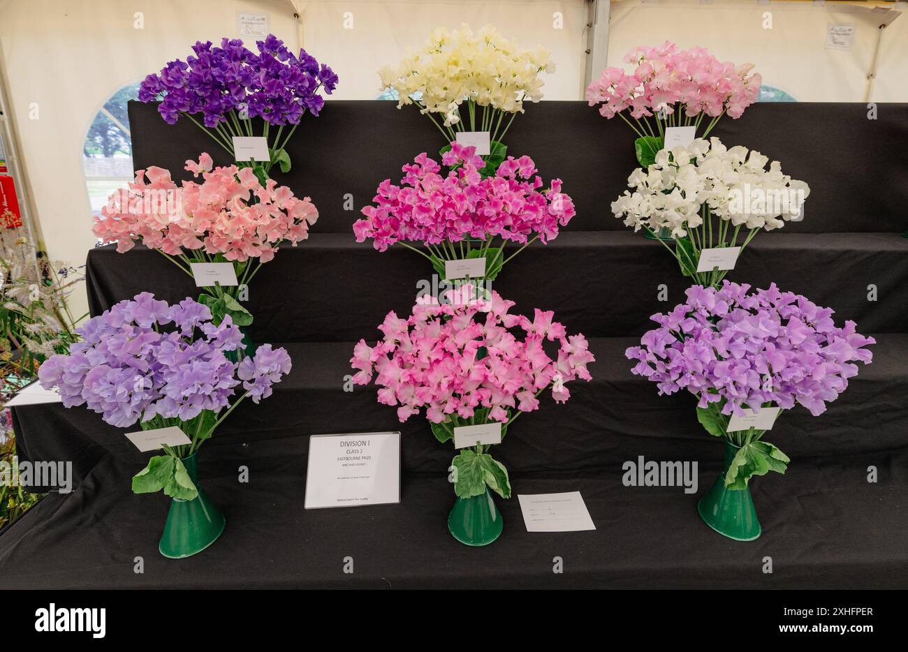 National Sweet Pea Society Flower Show Stock Photo - Alamy