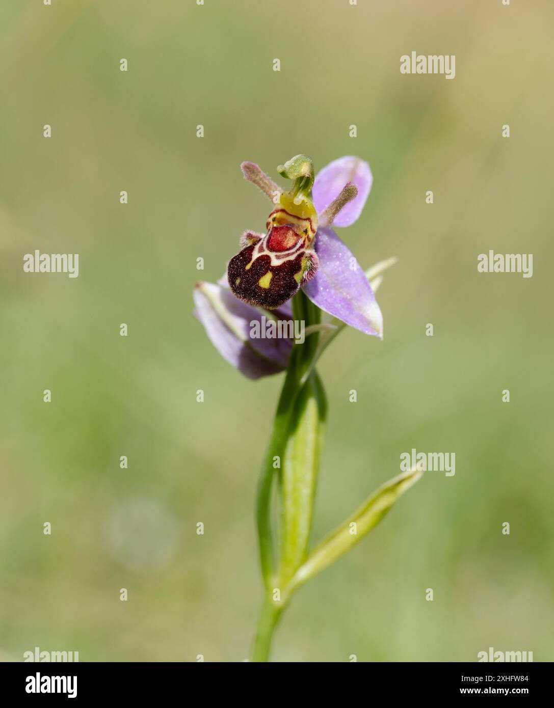 Bee Orchid, Ophrys apifera Stock Photo - Alamy