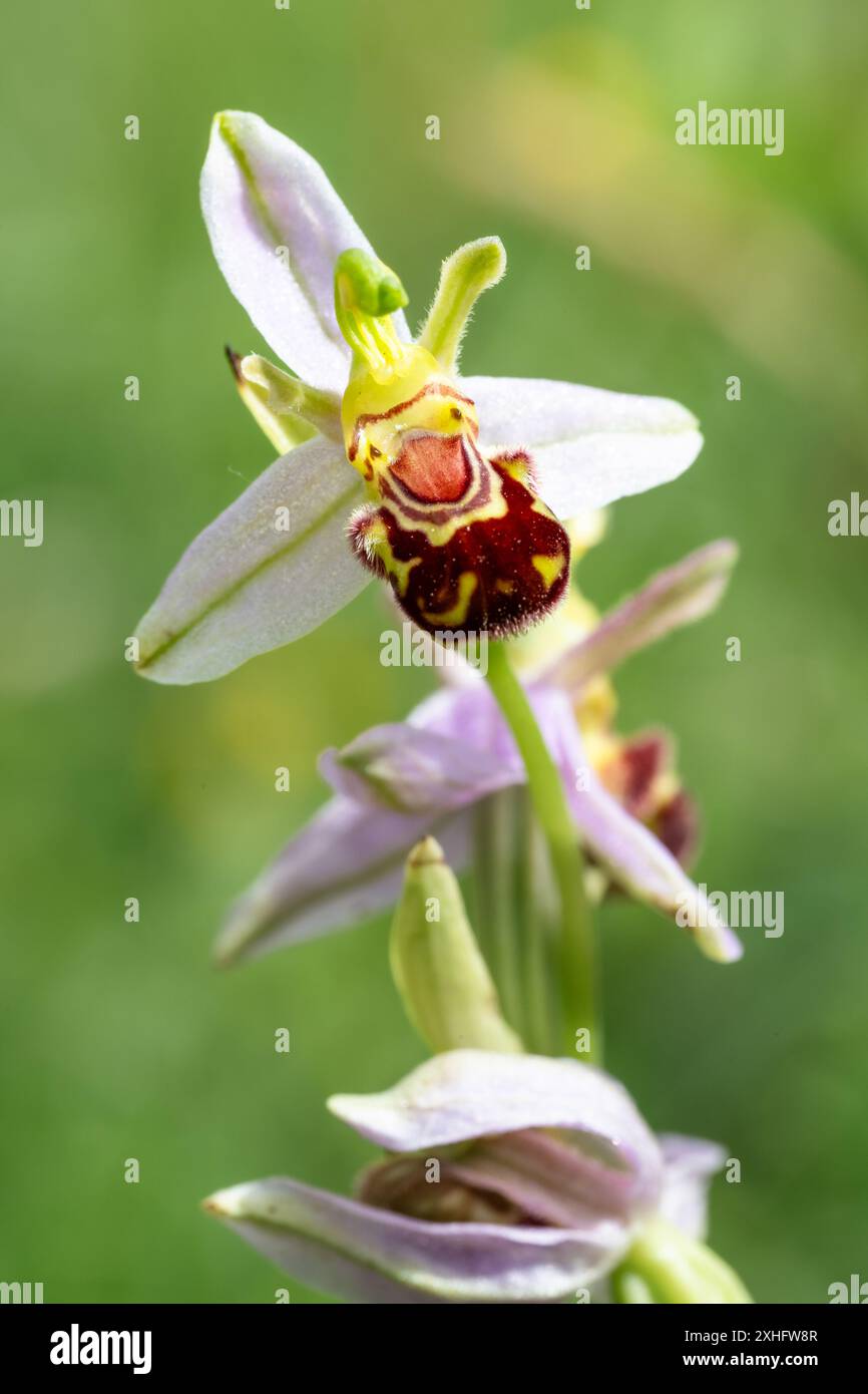 Bee Orchid, Ophrys apifera Stock Photo - Alamy