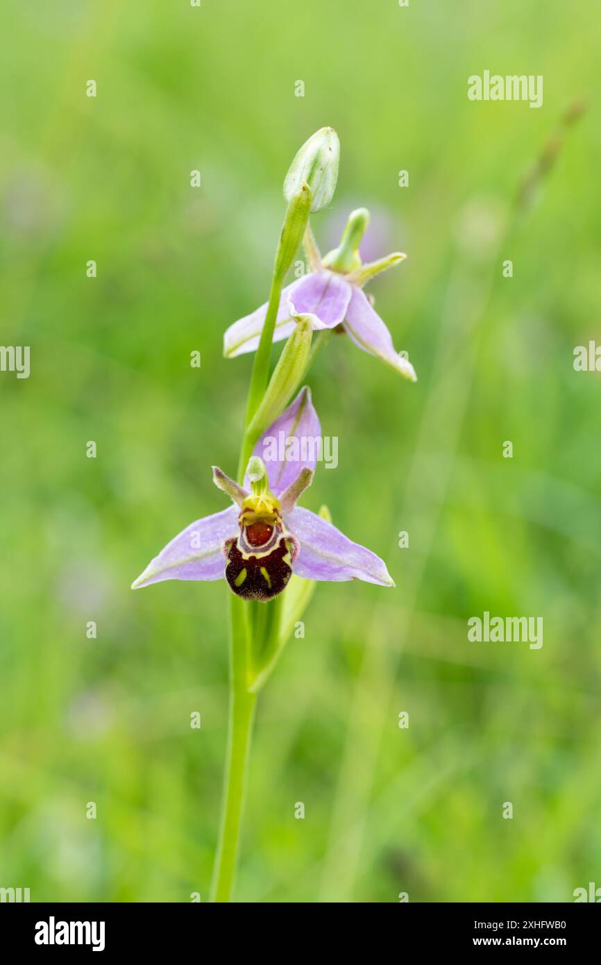 Bee Orchid, Ophrys apifera Stock Photo - Alamy