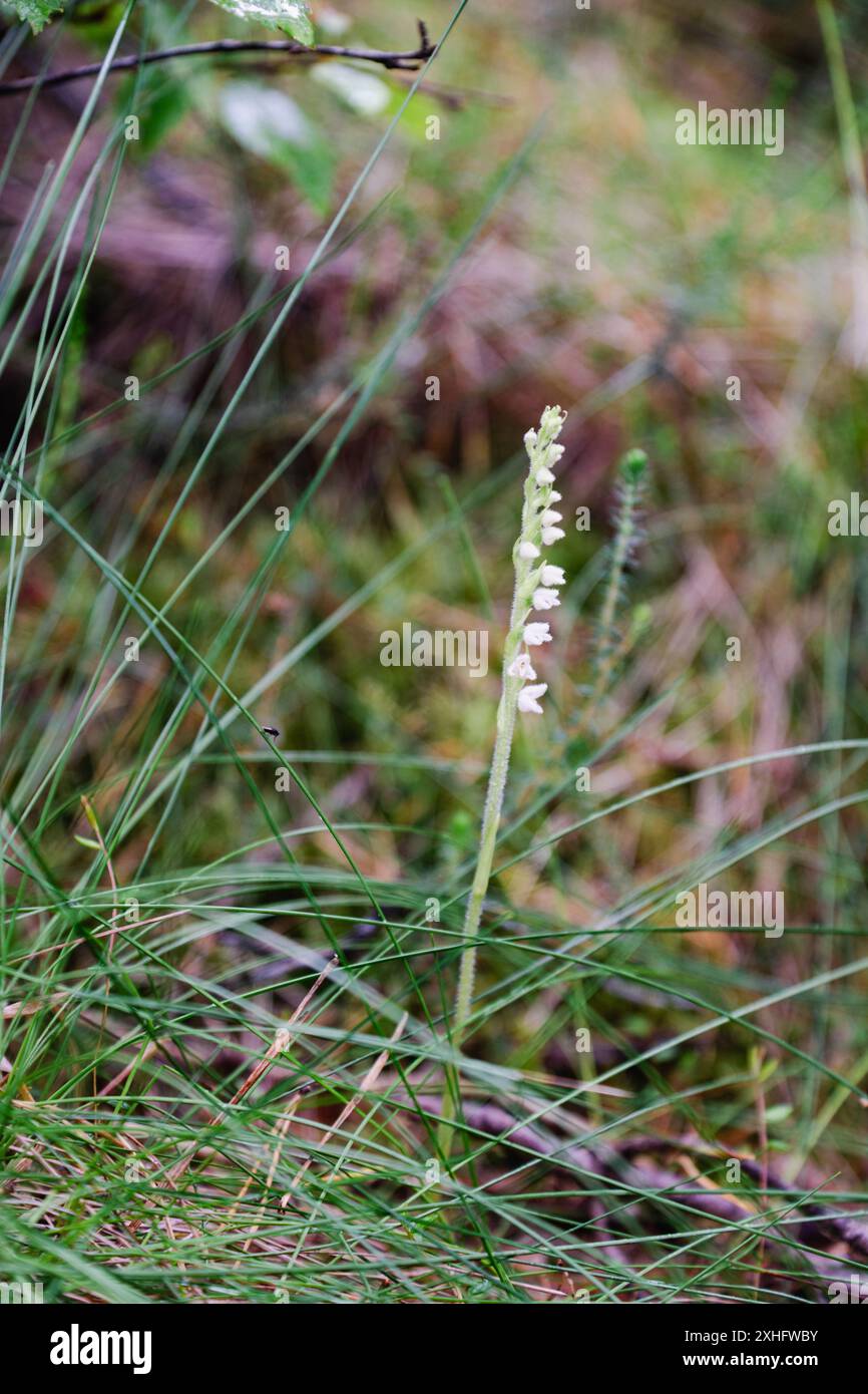 Creeping ladys tresses goodyera hi-res stock photography and images - Alamy