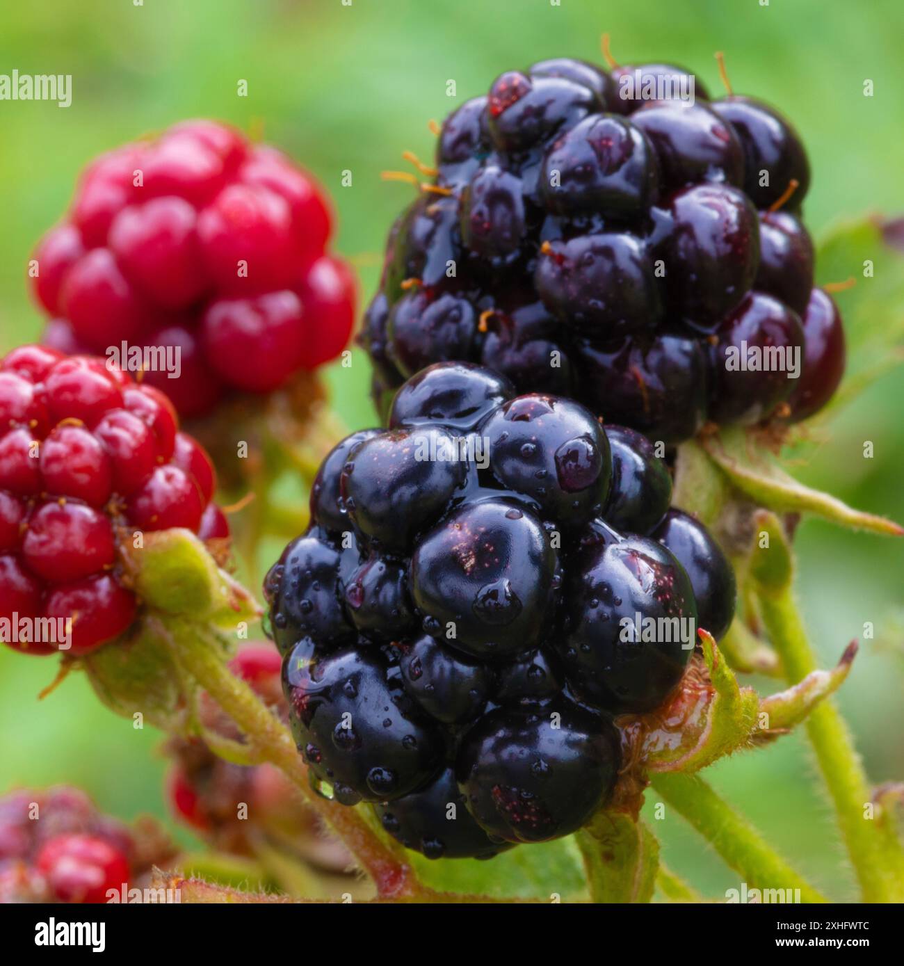 Close up real blackberries hi-res stock photography and images - Alamy