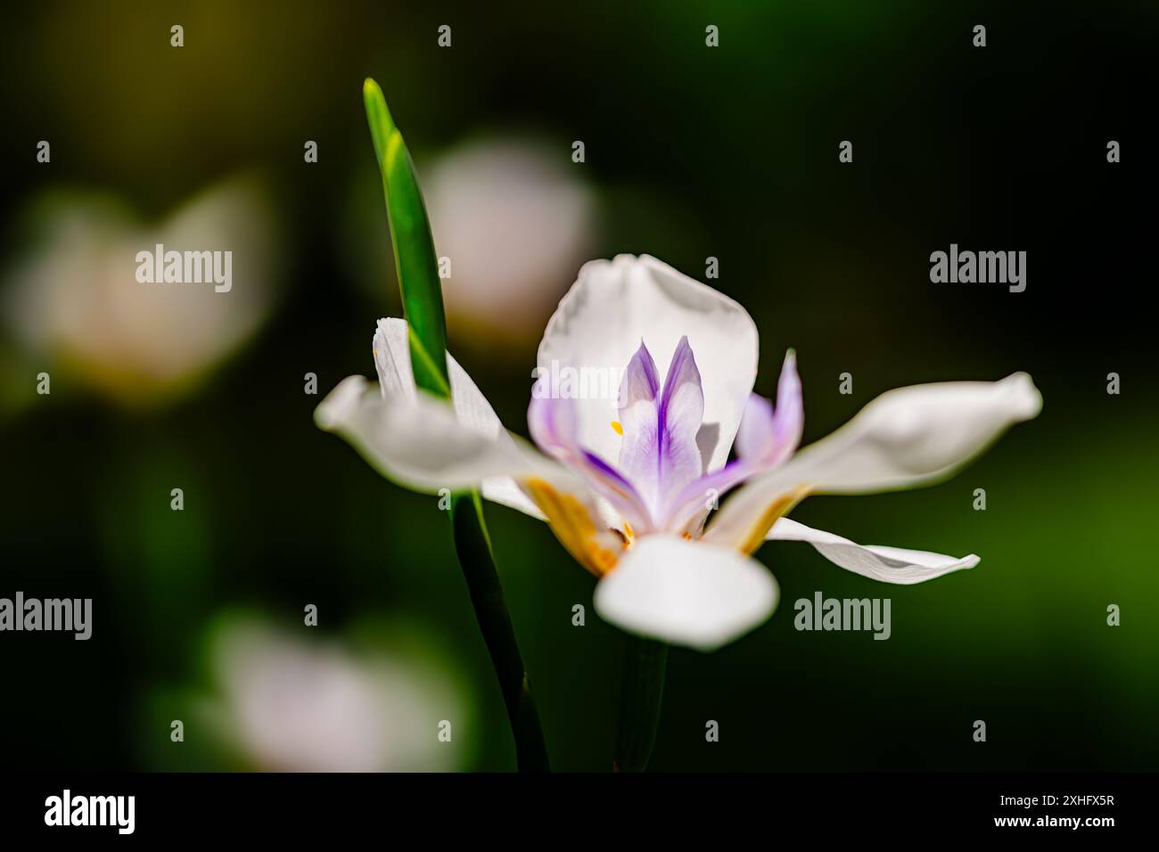 A Fortnight Lily that was taken in a botanical garden in Florida Stock ...