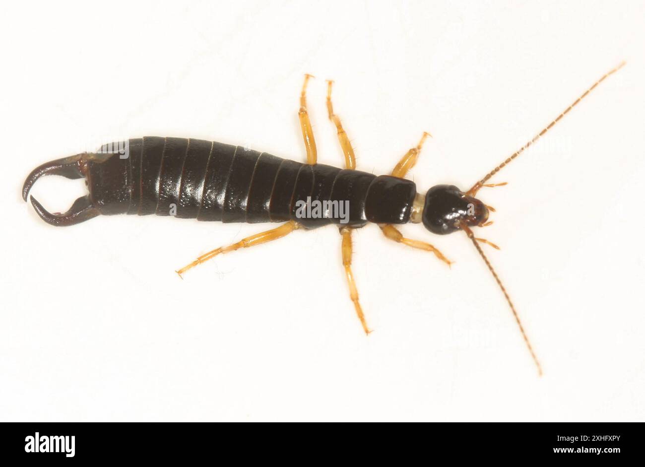 Anisolabis maritima hi-res stock photography and images - Alamy