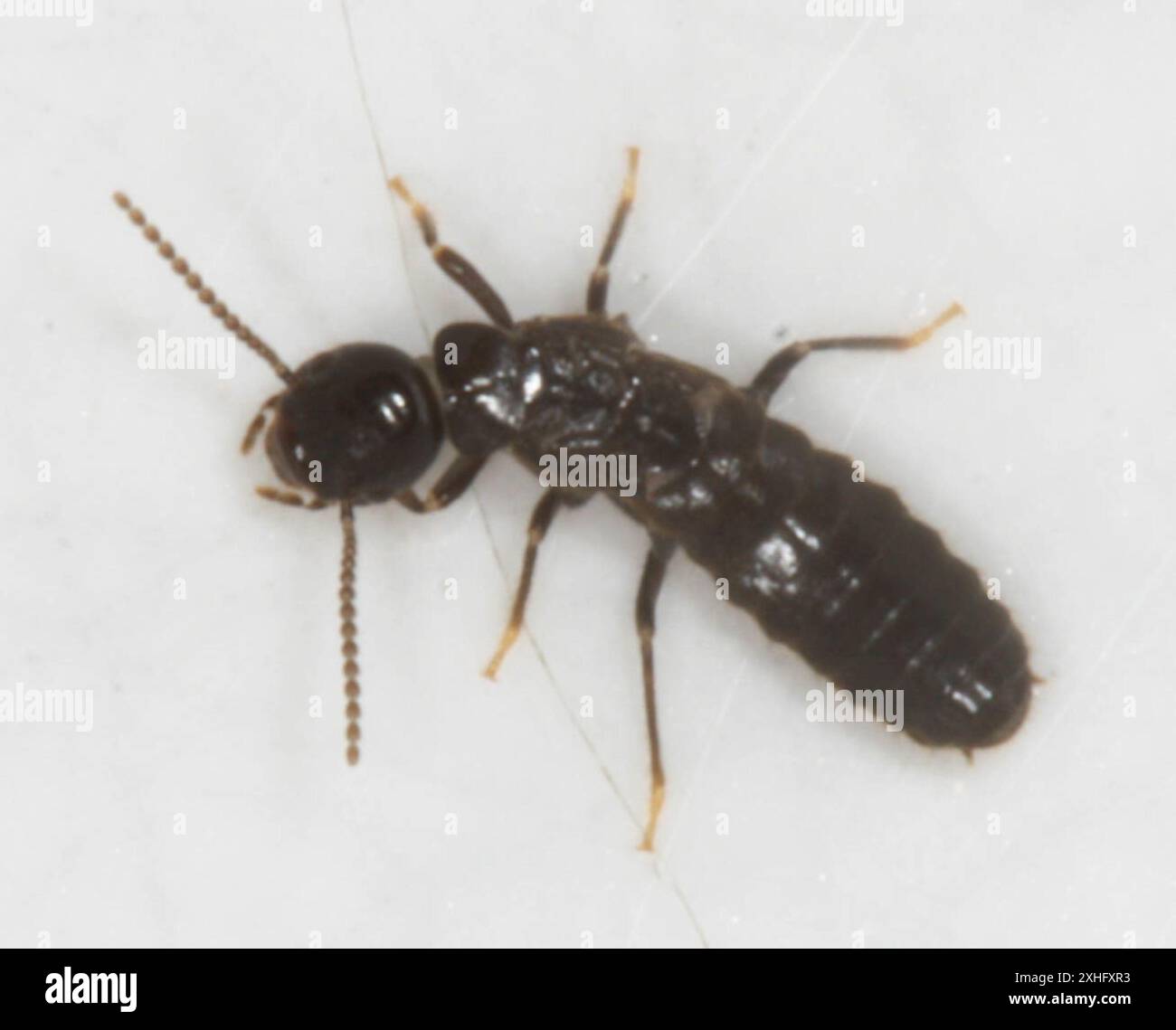 Western Subterranean Termite (Reticulitermes hesperus Stock Photo - Alamy