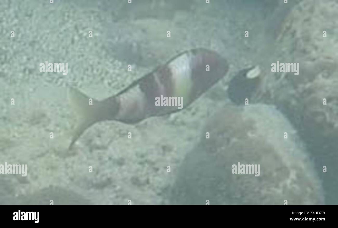 Manybar goatfish hi-res stock photography and images - Alamy