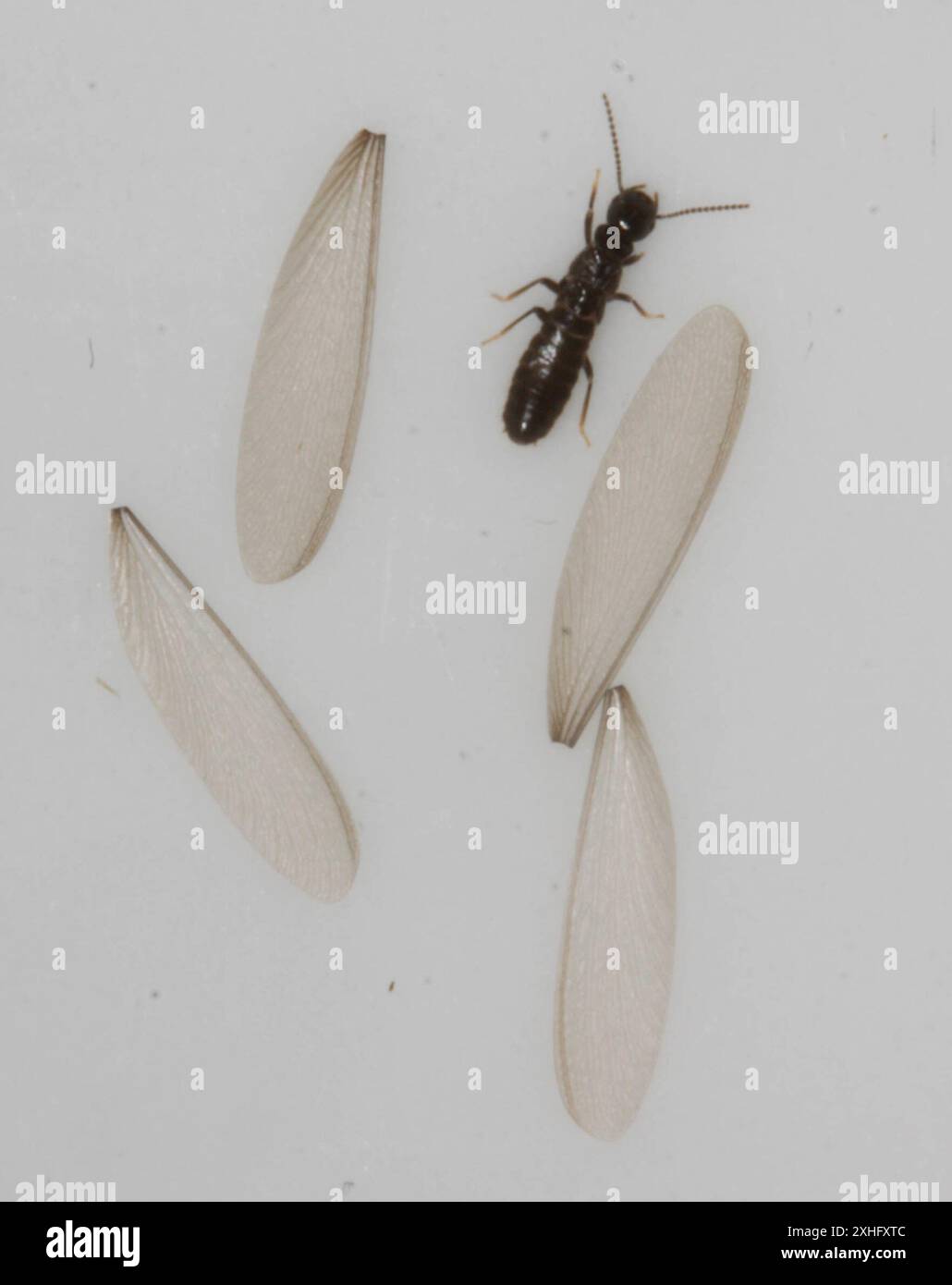 Western subterranean termite hi-res stock photography and images - Alamy