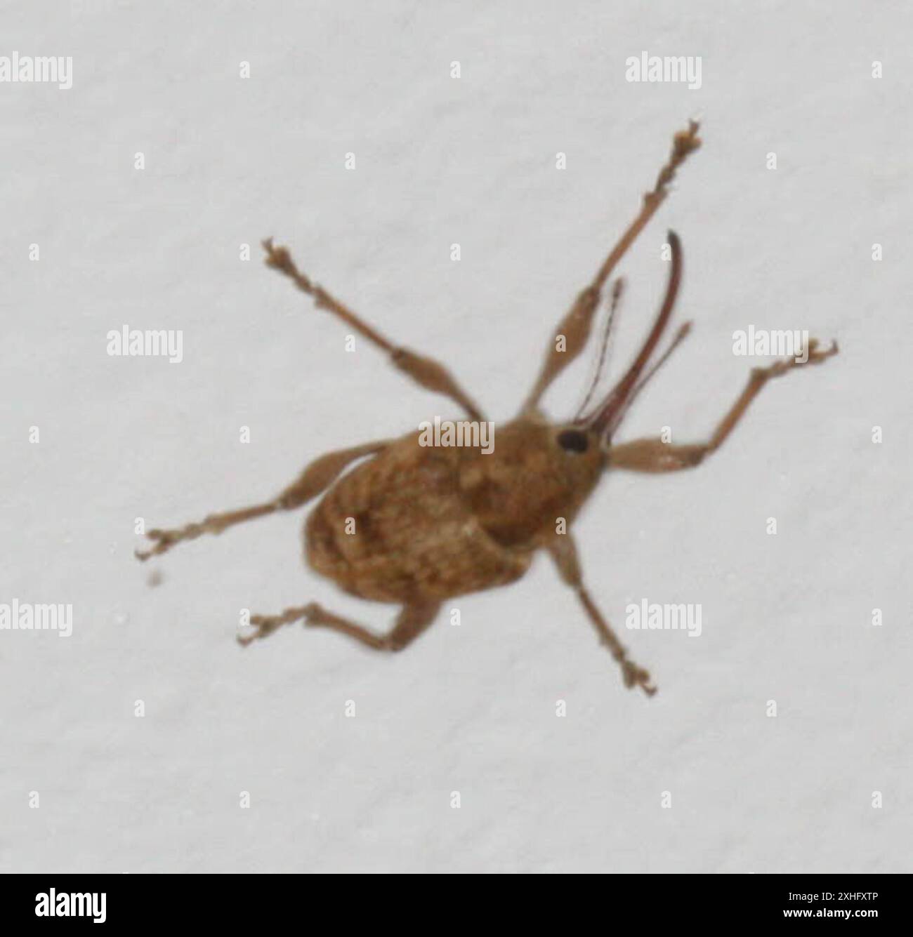 Nut and Acorn Weevils (Curculio Stock Photo - Alamy