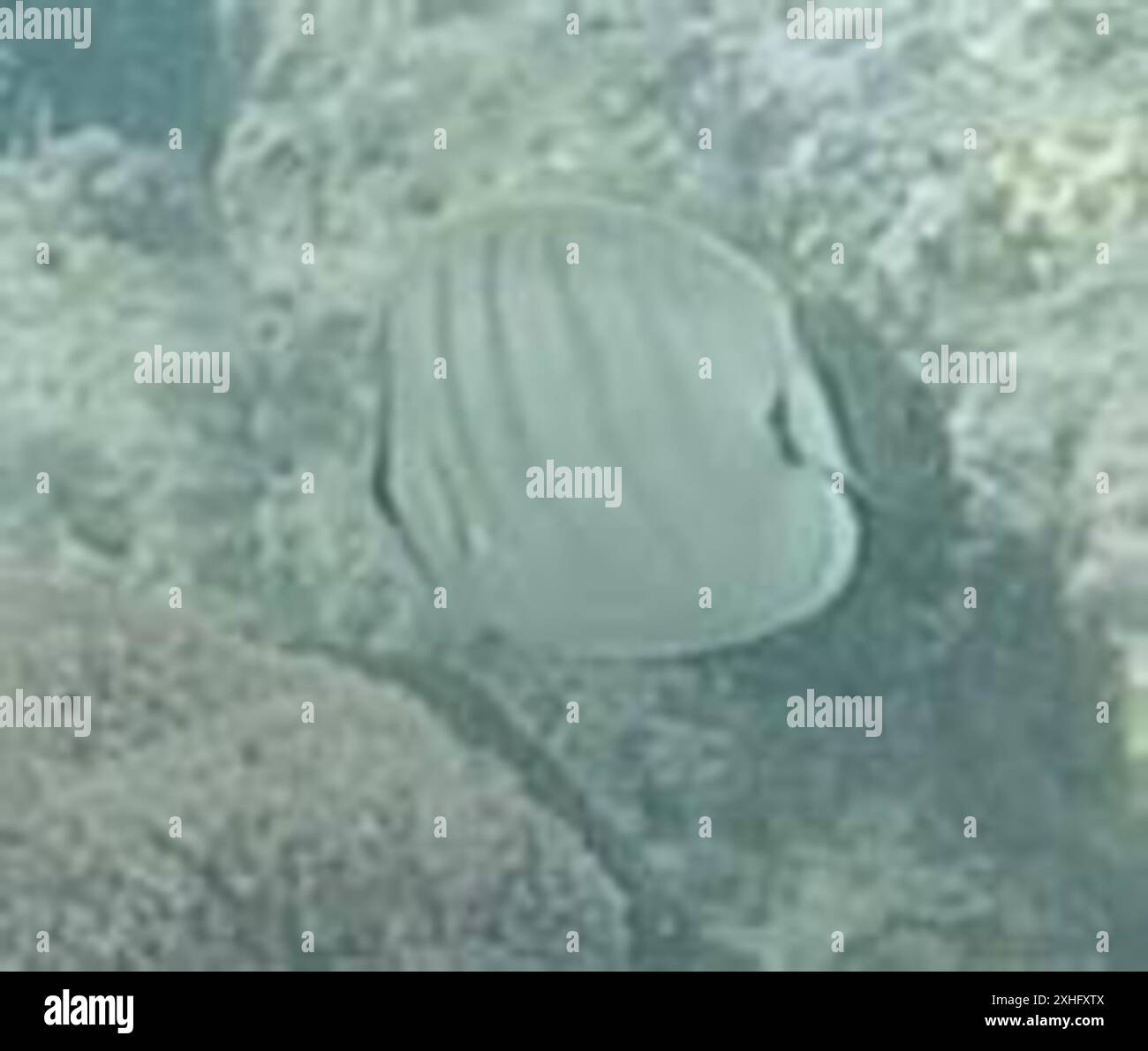 Pebbled Butterflyfish (Chaetodon multicinctus Stock Photo - Alamy