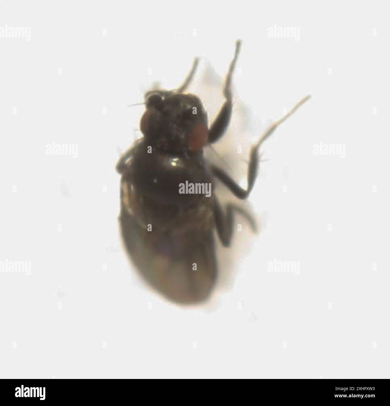Acalyptrate hi-res stock photography and images - Alamy