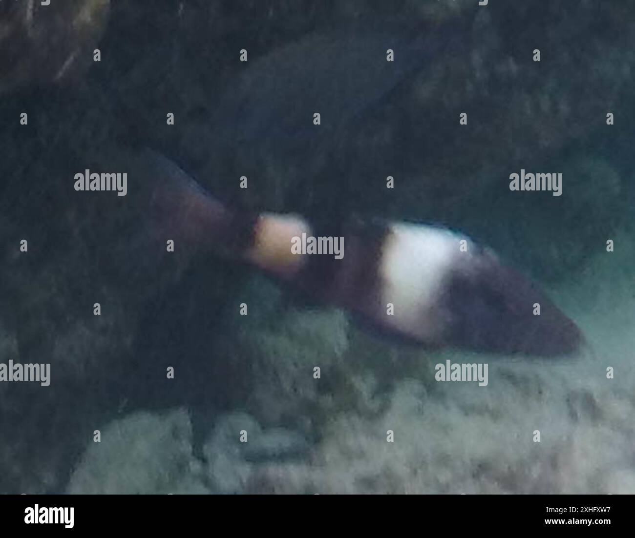 Manybar Goatfish (Parupeneus multifasciatus Stock Photo - Alamy