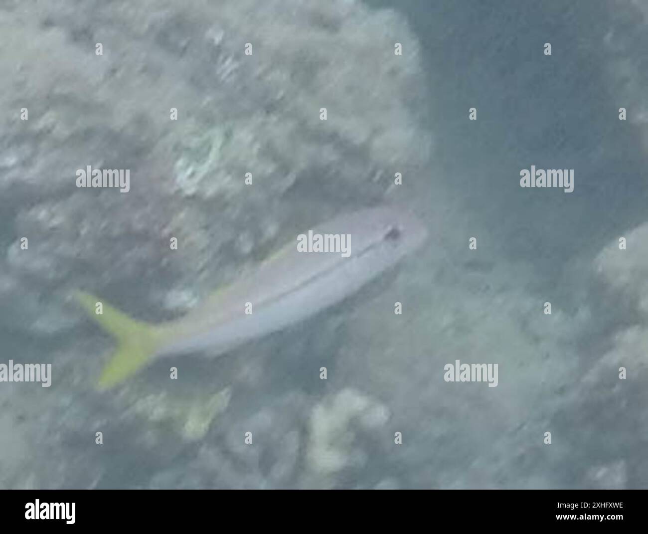 Yellowfin Goatfish (Mulloidichthys vanicolensis Stock Photo - Alamy