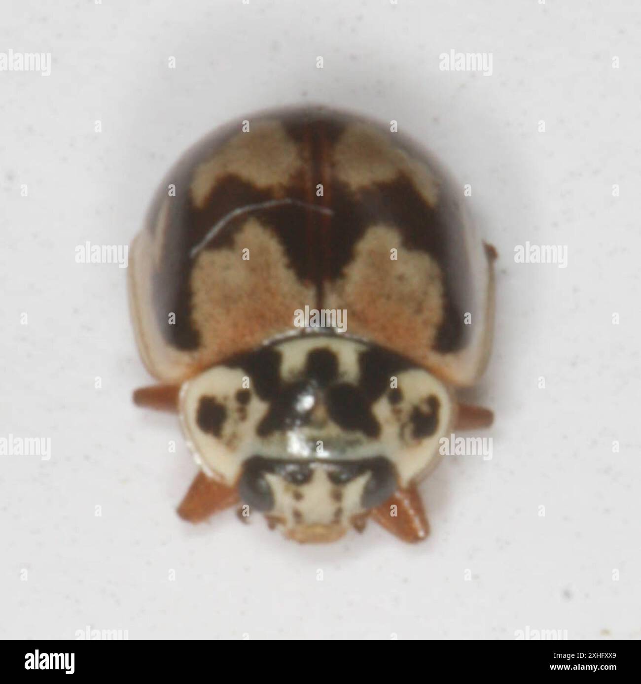 Painted Ladybird (Mulsantina picta Stock Photo - Alamy