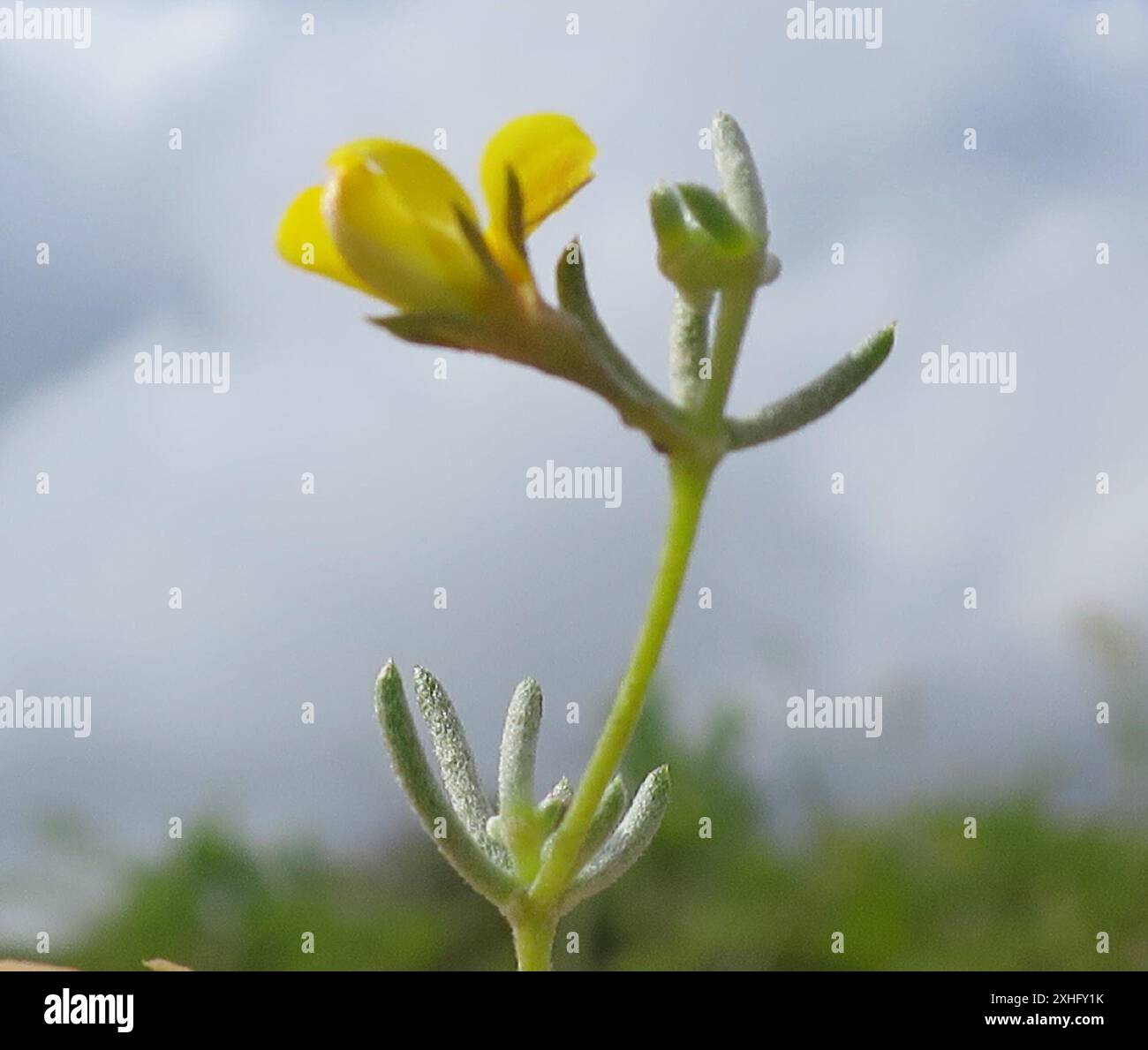 Fingerleaf hi-res stock photography and images - Alamy