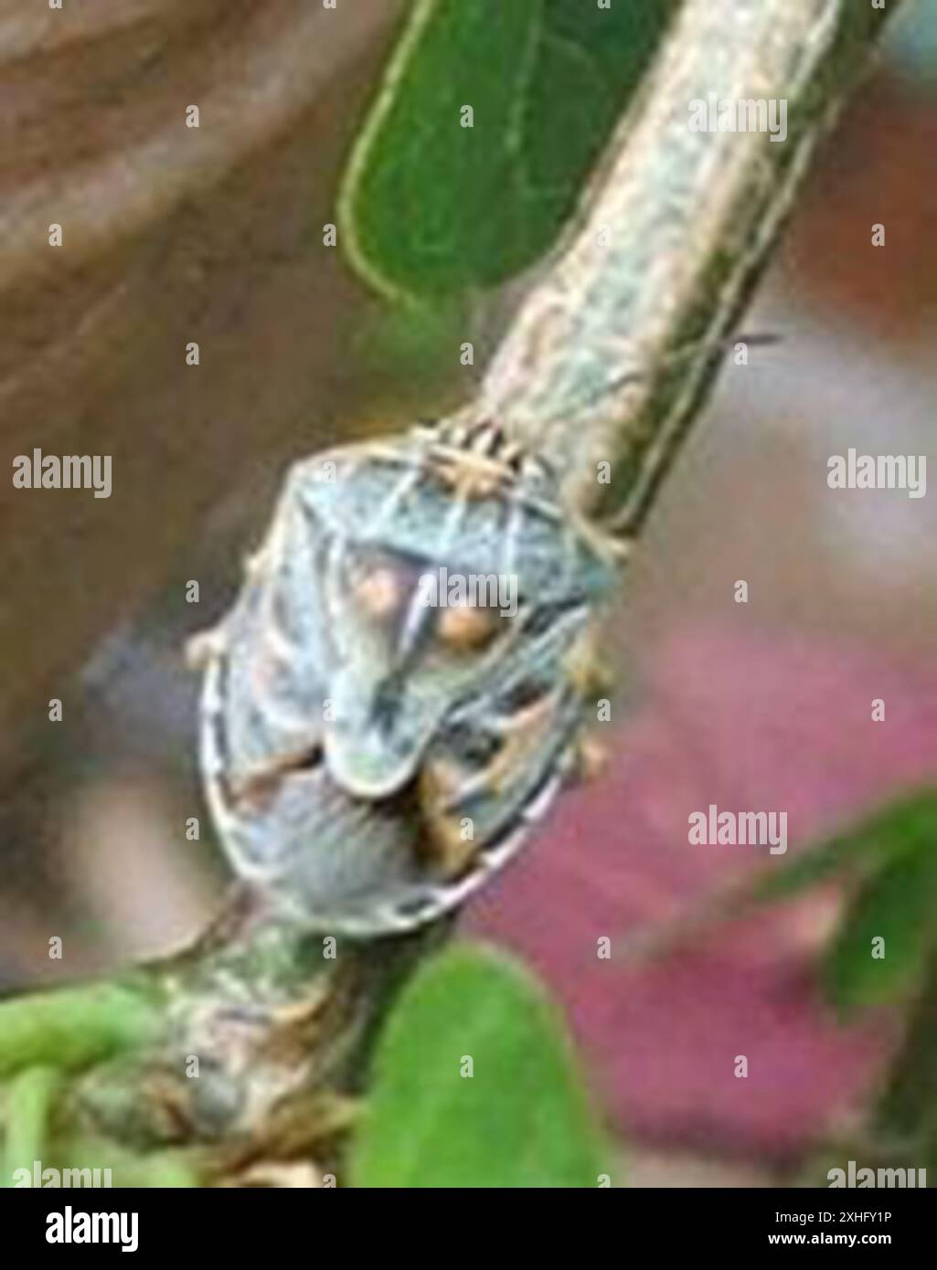 Variegated Coffee Bugs (Antestiopsis Stock Photo - Alamy