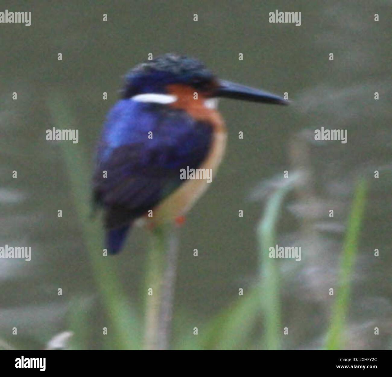 Malagasy Kingfisher (Corythornis vintsioides Stock Photo - Alamy