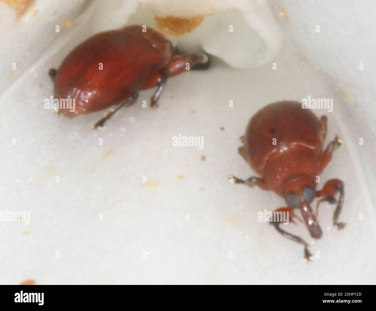 True Weevils (Curculionidae Stock Photo - Alamy
