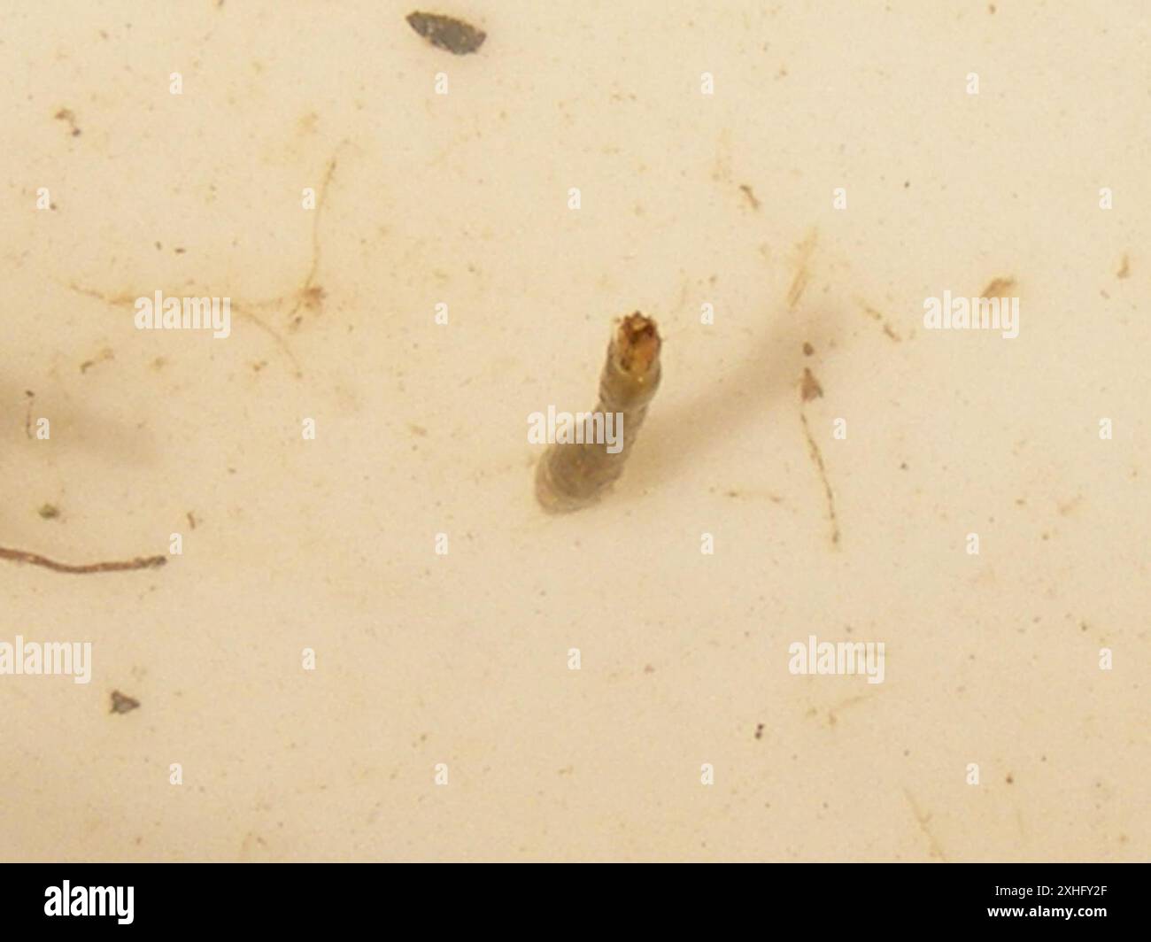 Black Flies (Simuliidae Stock Photo - Alamy