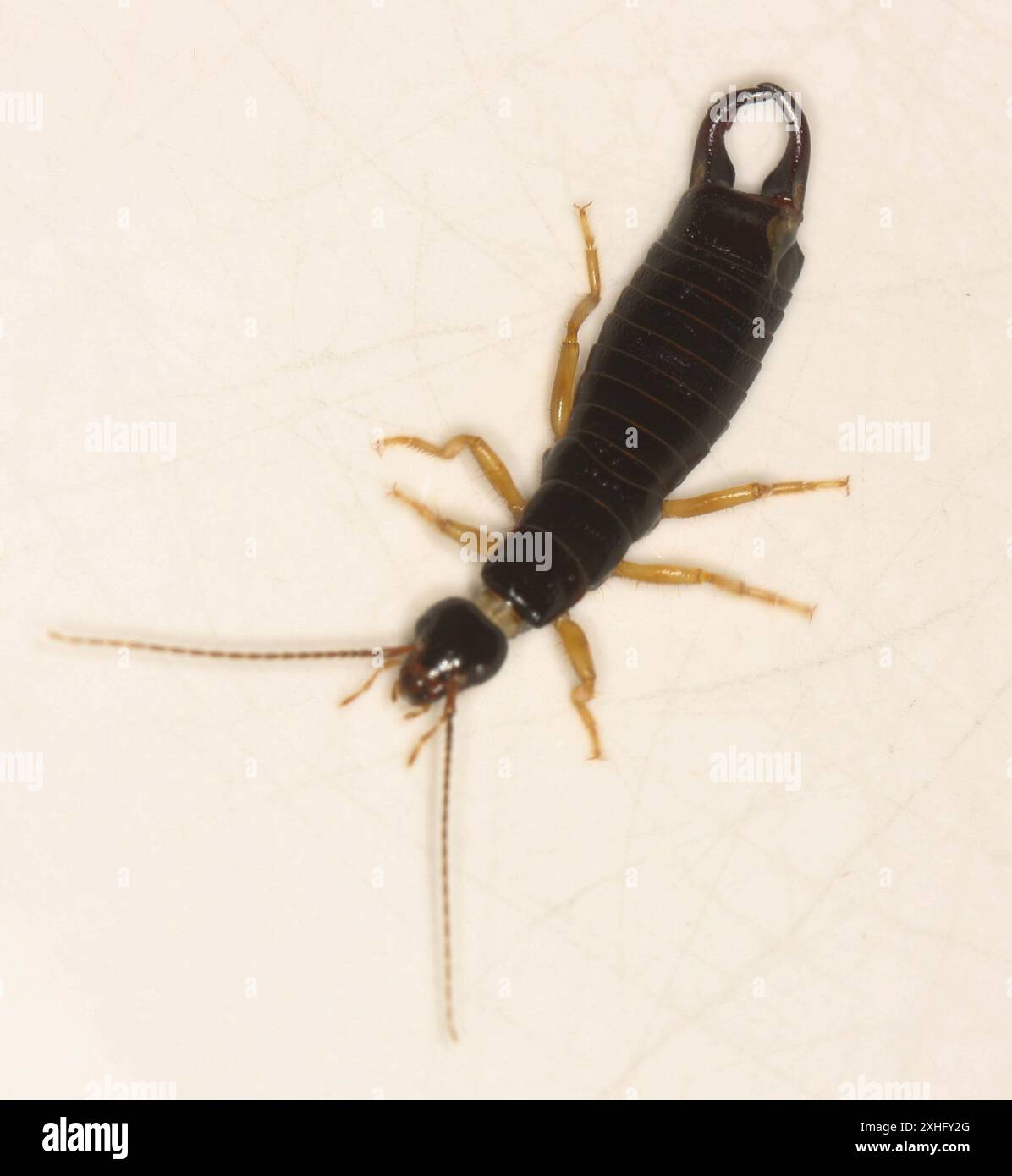 Maritime earwig hi-res stock photography and images - Alamy