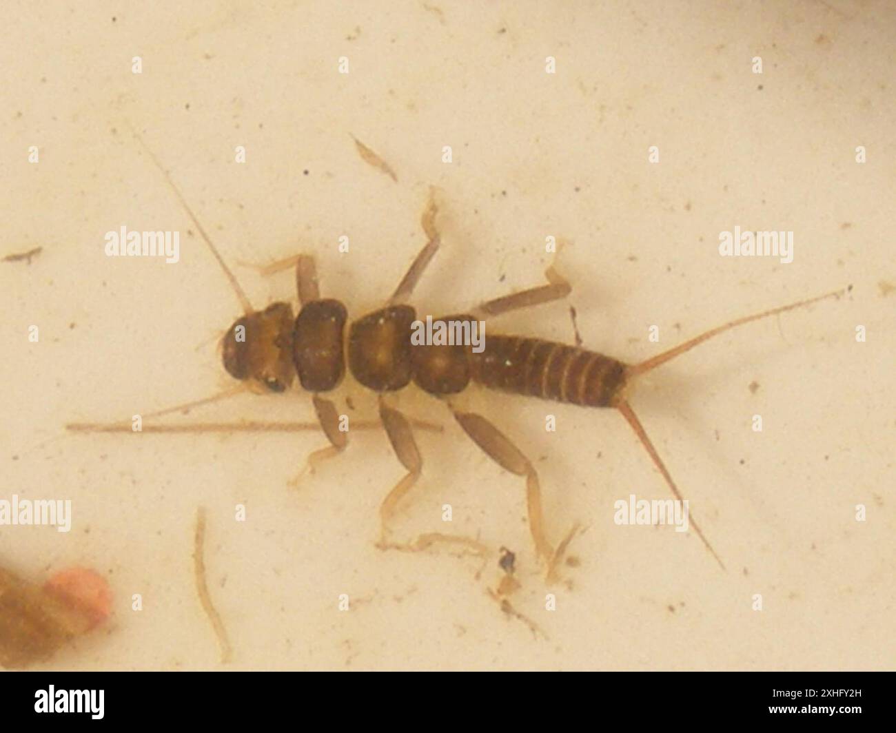 Tropical Stoneflies (Neoperla Stock Photo - Alamy