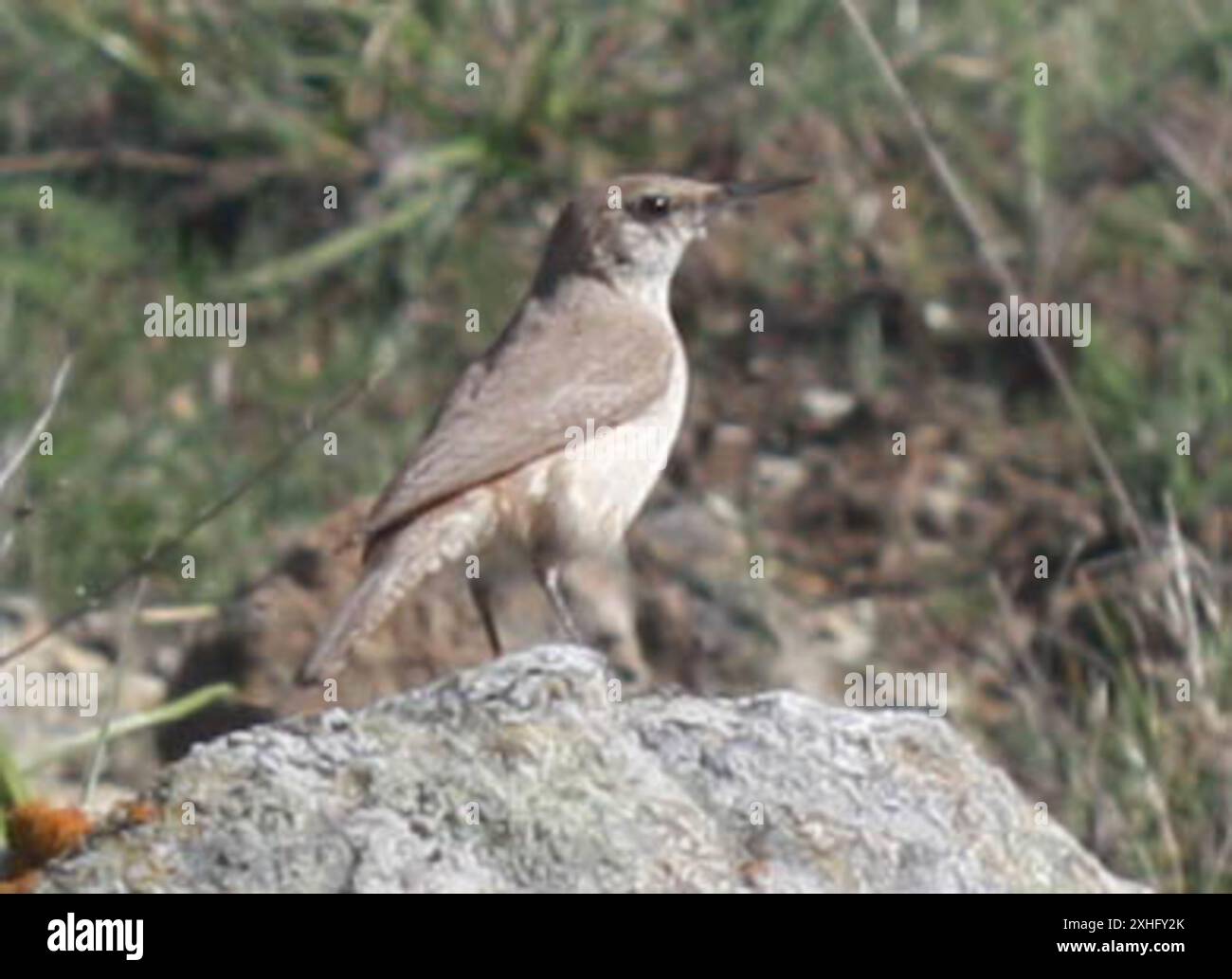 Rock Wren (Salpinctes obsoletus Stock Photo - Alamy